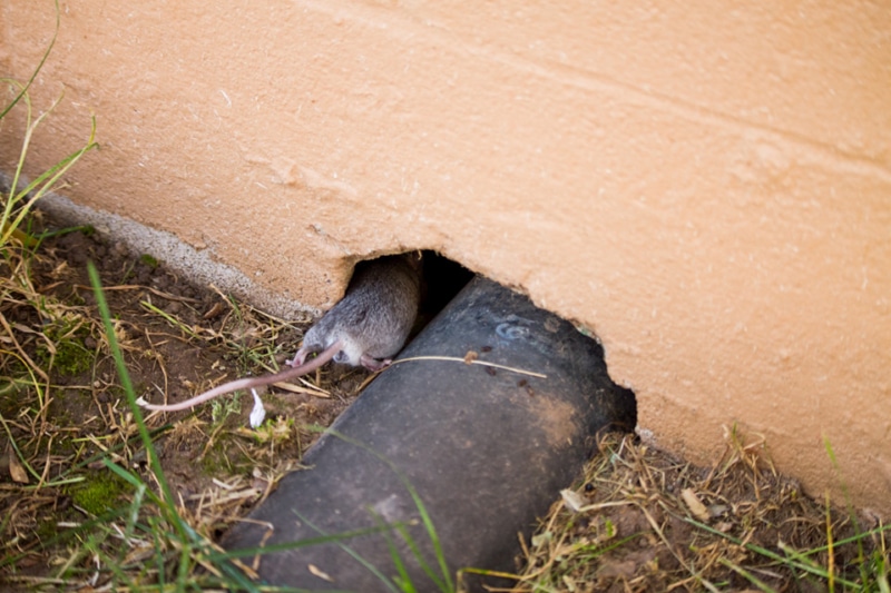 Rodent Damage | The Insulation Company | Bellingham